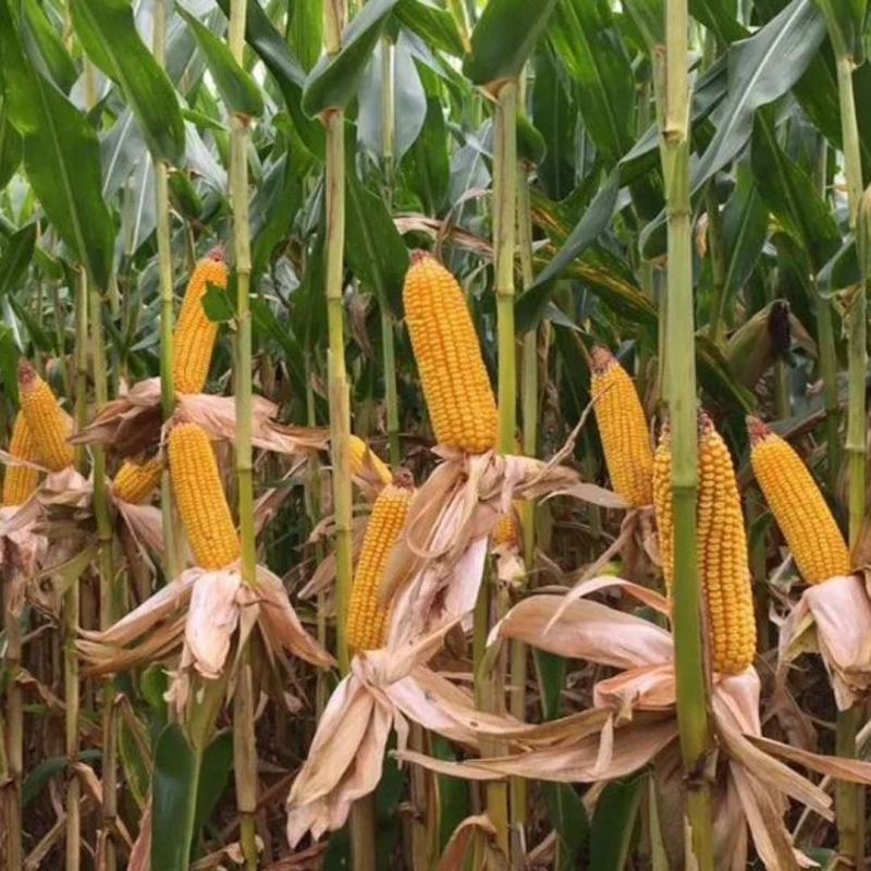 Bayer lança quatro híbridos de milho para o Brasil